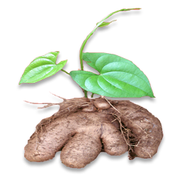 Africa Information Highway Portal